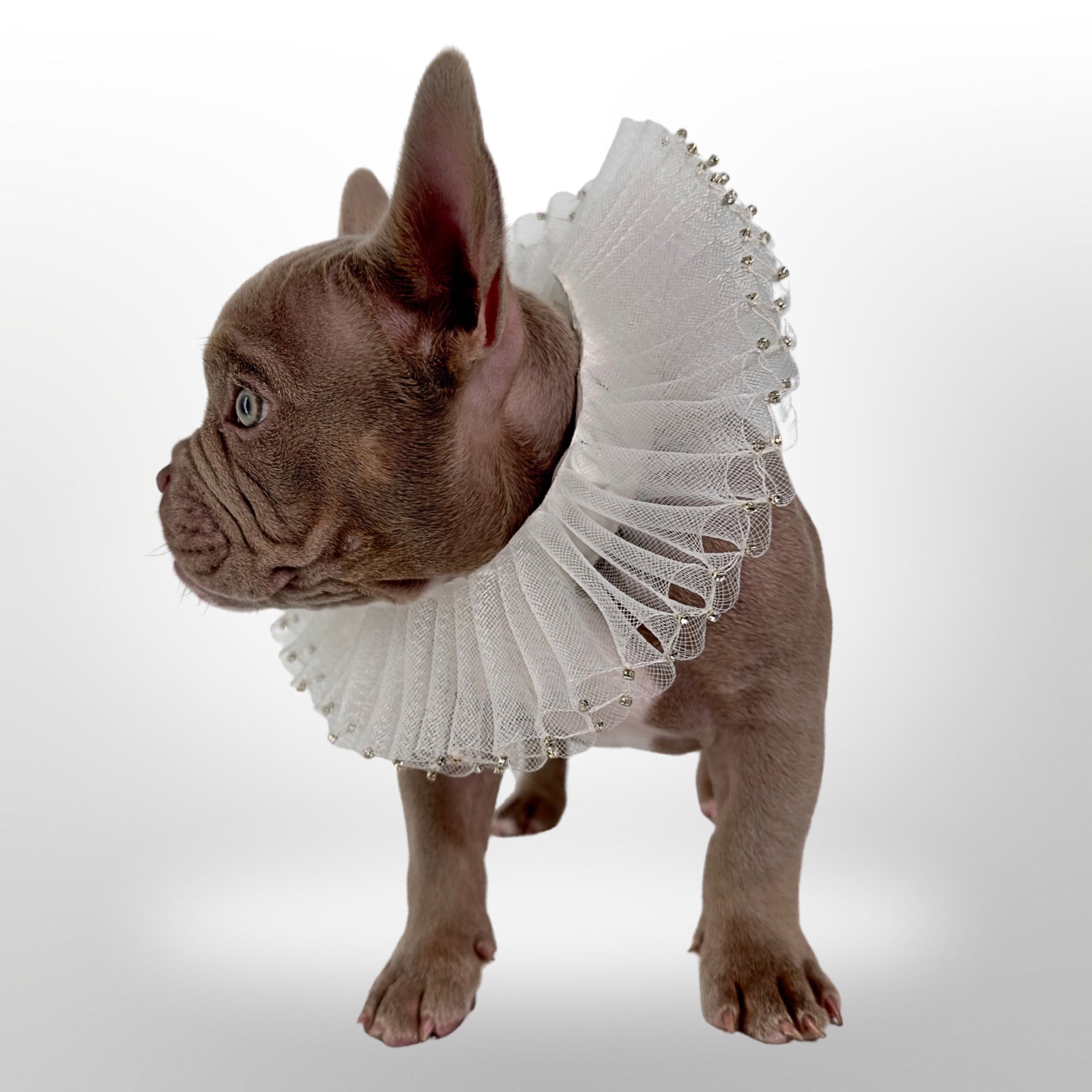 Best Neck Collar For Dog Online | Royal Neck Collar – Bootzy Couture