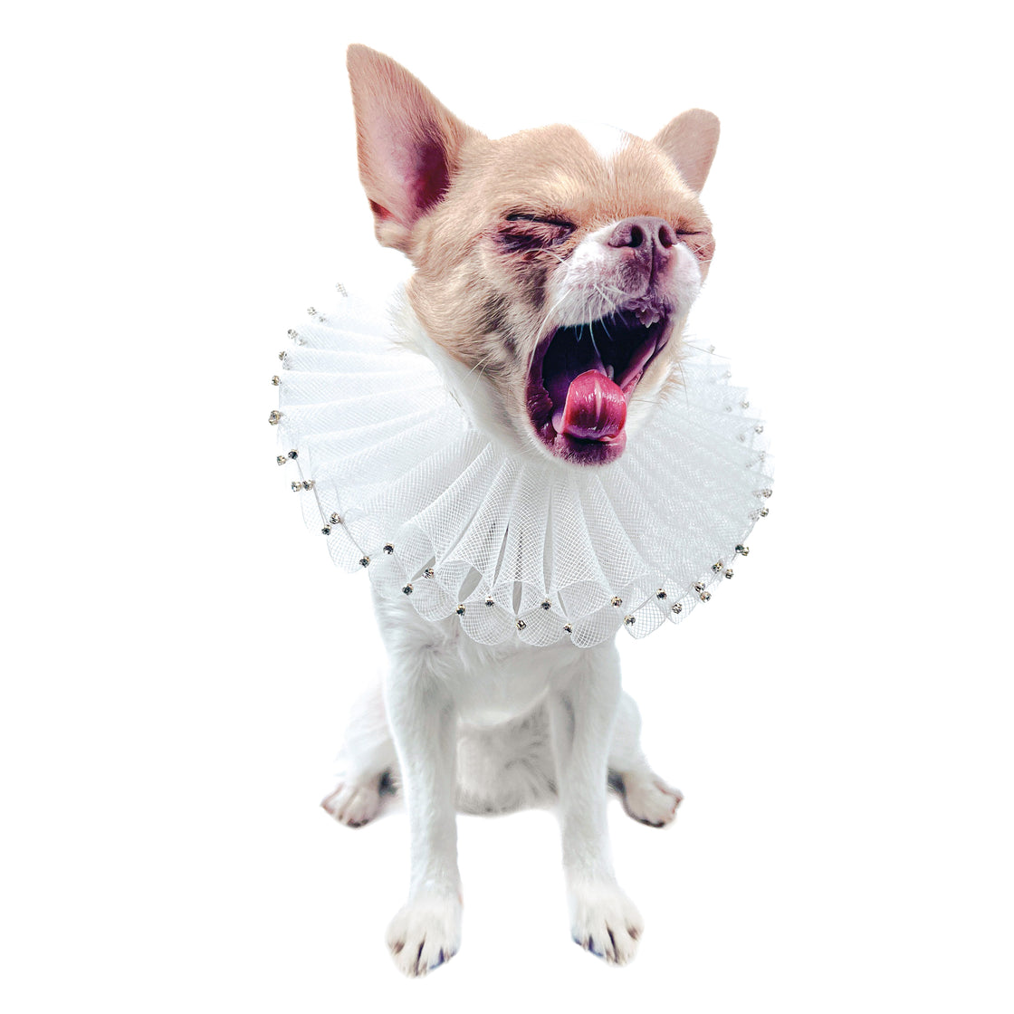 Best Neck Collar For Dog Online | Royal Neck Collar – Bootzy Couture